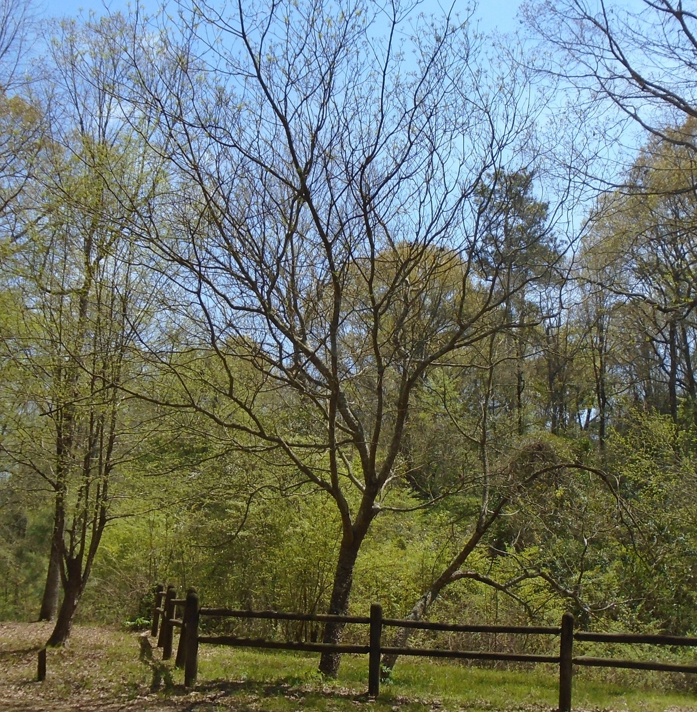 Hercules Club - Clio